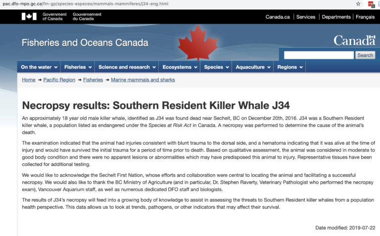 What killed orca J34? | Beam Reach