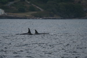 What killed orca J34? | Beam Reach